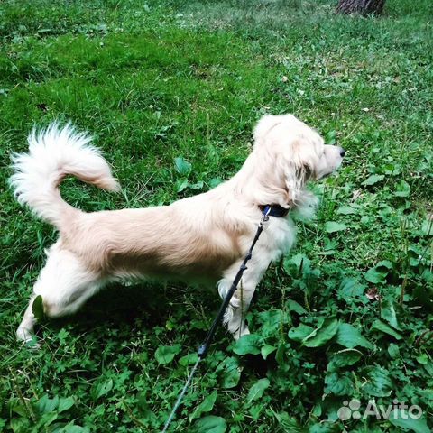 Золотистый ретривер mini