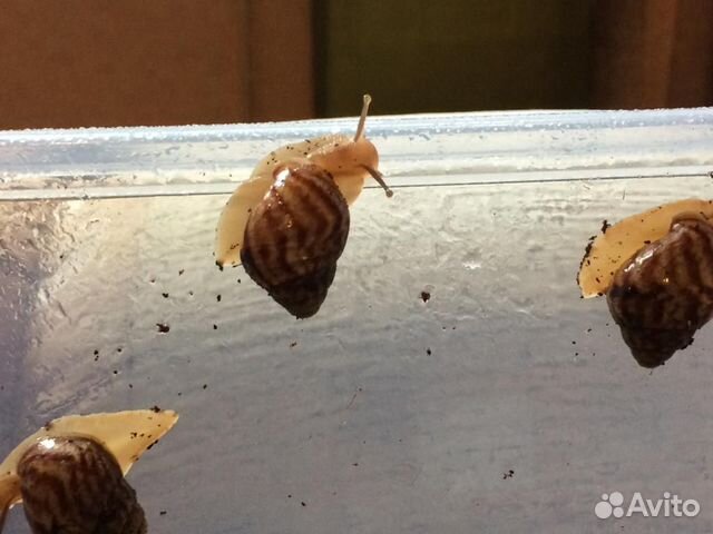 Улиточки ахатины бесплатно