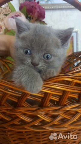 Кошки