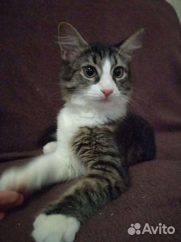 Котик Пуша в добрые руки