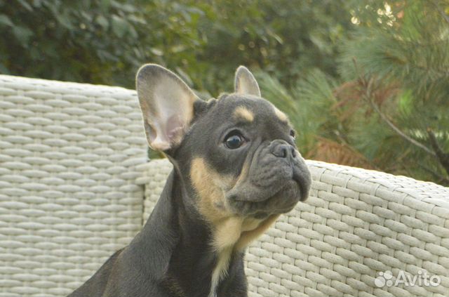 Девочка редкого окраса - Голубой с Подпалом