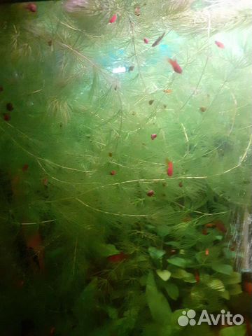 Аквариумные растения и рыбы