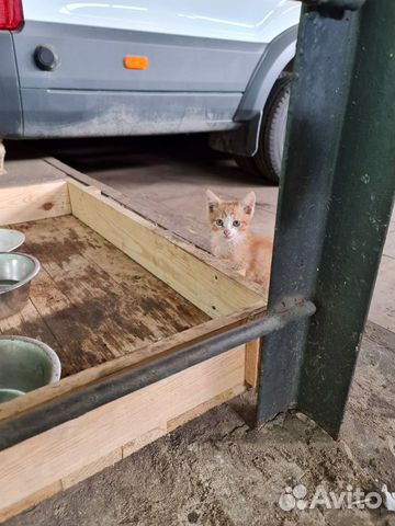 Рыжие котята в добрые руки
