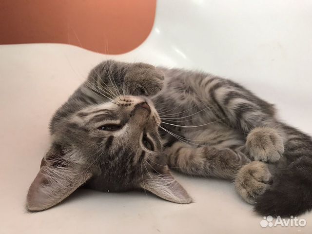 Котенок подкидыш