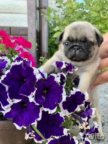 Продам щенков Мопсиков