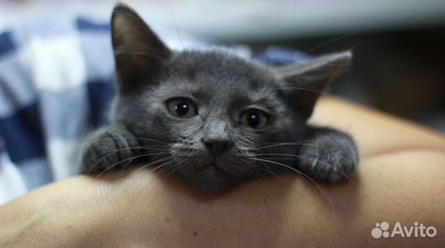 Маленькая Дымочка котенок девочка