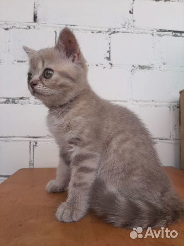 Шотландская кошечка 2мес