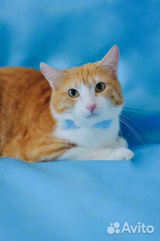 Кот Алекс ищет дом