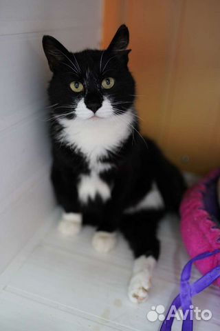 Супер кошка