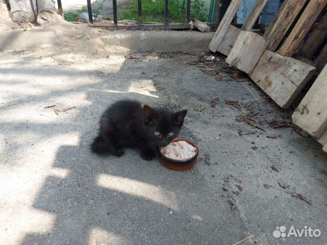 Черный котенок