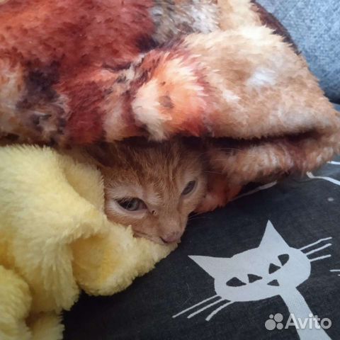 Отдаю котëнка за 50р