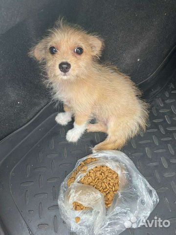 Отдам щенка в добрые руки