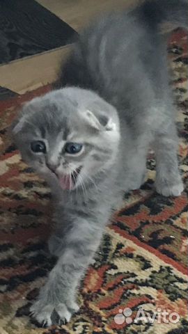 Шотландский вислоухий котик