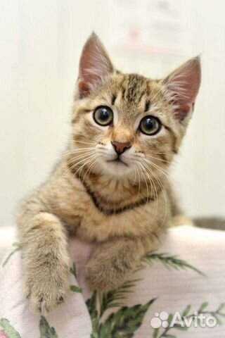 Нежный котенок в лучшие руки