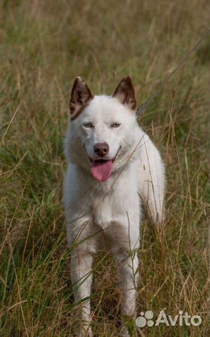 Метис лайки Милка в добрые руки