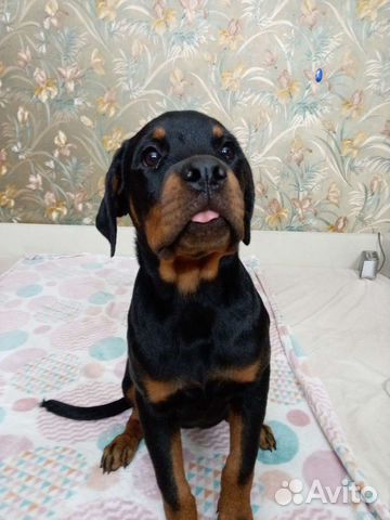 Щенки ротвейлера продажа