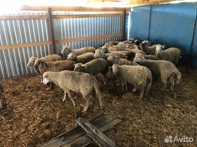 Овцы ягната