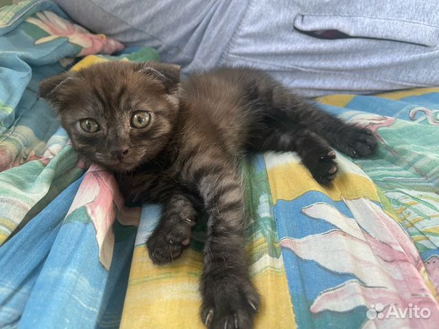Шотландский вислоухий котенок