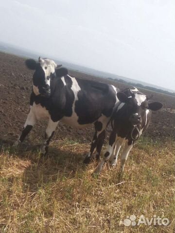 Телки стельные