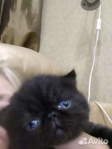 Домовёнок экзотик