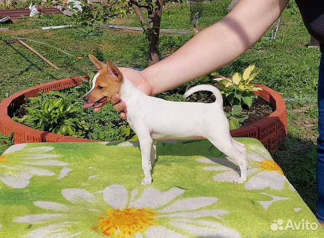 Той-фокстерьер девочка