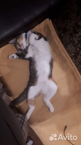 Кошка 1.5 мес