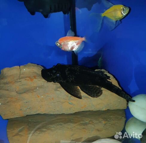 Сомик анциструс