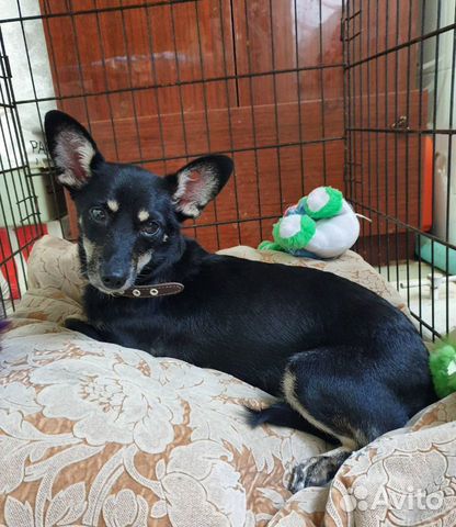 Отдам в добрые руки