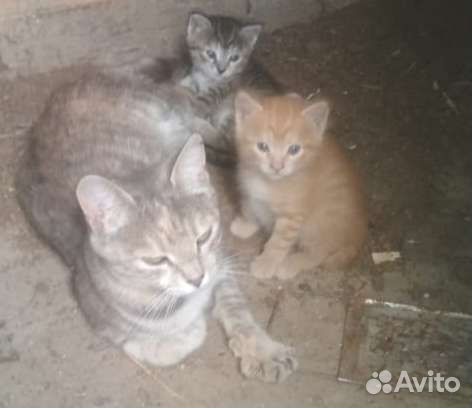 Кошка в дар
