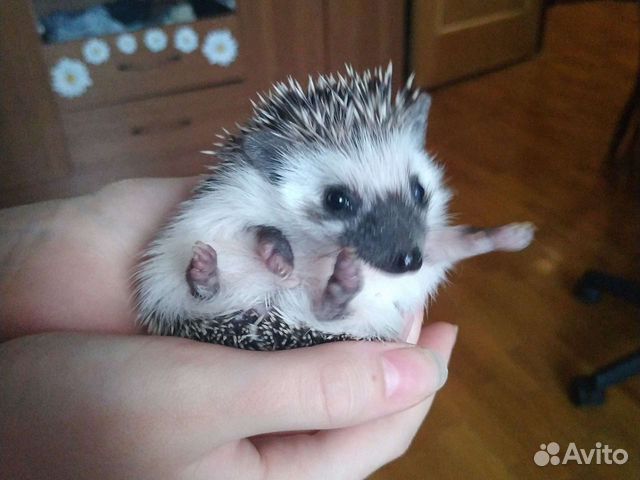 Африканский ежик