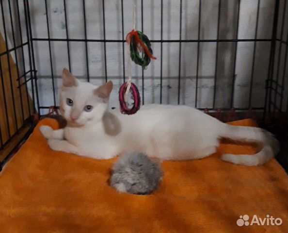 Котята 3 мес