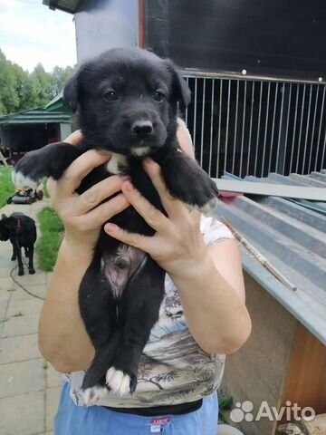 Отдам в хорошие руки щенков от Овчарки