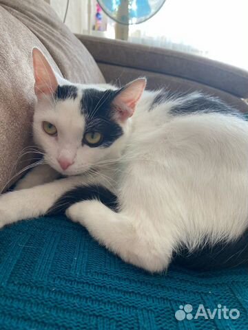 Снежная королева