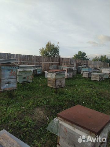 Продам пчелосемьи