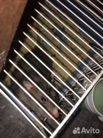 Декоративная крыса
