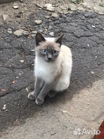 Котик Филя