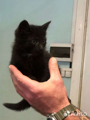 Очаровательный котёнок - "Уголёк", 2 мес