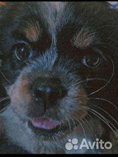 Продаю породистого щенка
