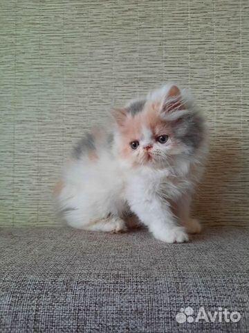 Персидская малышка
