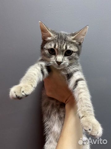 Котенок