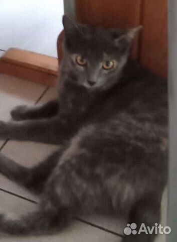 Русская голубая