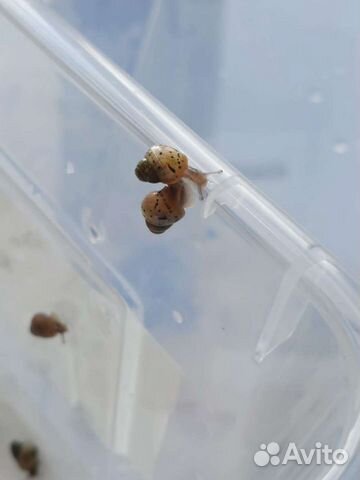 Улитки Ахатины