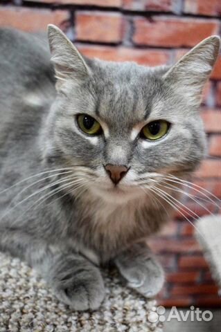 Кошечка Алиса 2 года ищет дом