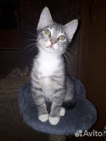 Котенок 3 месяца, Тимошка