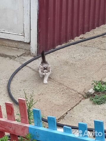 Отдам котенка в добрые руки