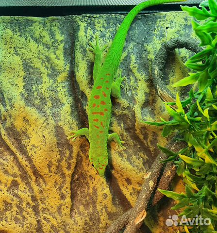 Фельзума Мадагаскарская