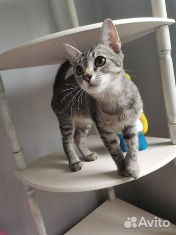 Киска-ласкуша,5 мес