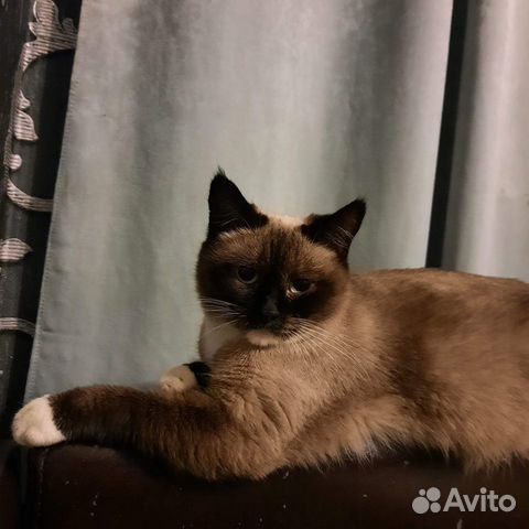 Сиамская тайская кошка