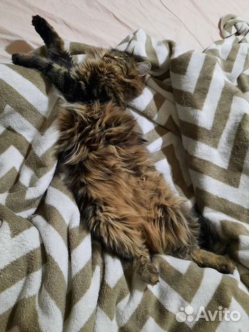 Кошка в добрые руки