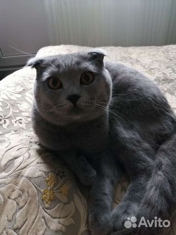 Кот ищет кошку